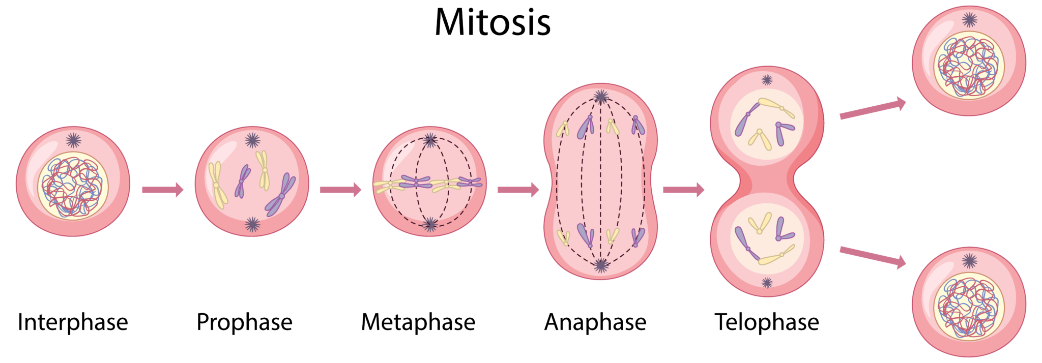 Stages of Mitosis and Meiosis – Human Cell Division – Cell Biology